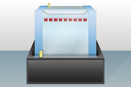 Protein Electrophoresis Stock Illustrations 153 Protein