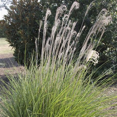 Dwarf Ornamental Grass