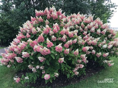 Hydrangea Fall Care A Guide To Caring For Hydrangeas In Autumn