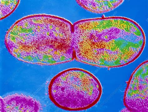 Dividing Streptococcus Sp Bacterium Stock Image B236 0044 Science Photo Library