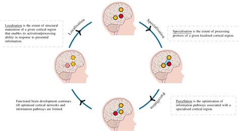 The Interactive Specialisation Is Theory Focuses On Explaining How