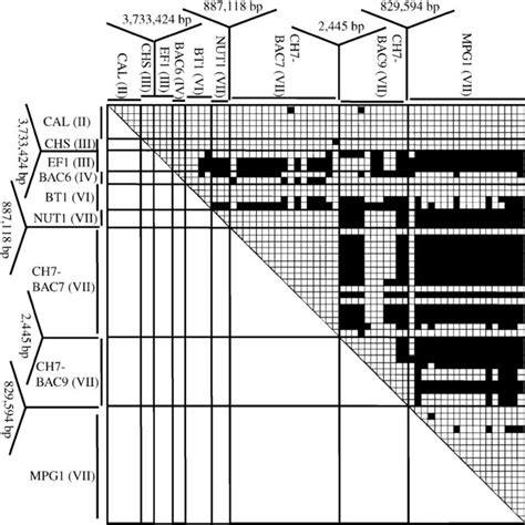 A Pairwise Compatibility Matrix For All Phyloge Download Scientific Diagram