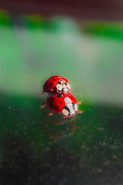Red Ladybug Couple Having Intercourse Stock Image Image Of Coupling Bright 332691235