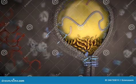 Hepatocytes Cartoons Illustrations And Vector Stock Images 133