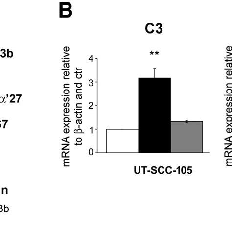 Regulation Of C3 And Complement Factor B Cfb Expression In Hacat And Download Scientific