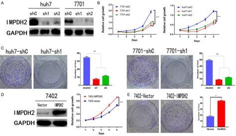 Over Expression Of Impdh2 Is Associated With Tumor Progression And Poor