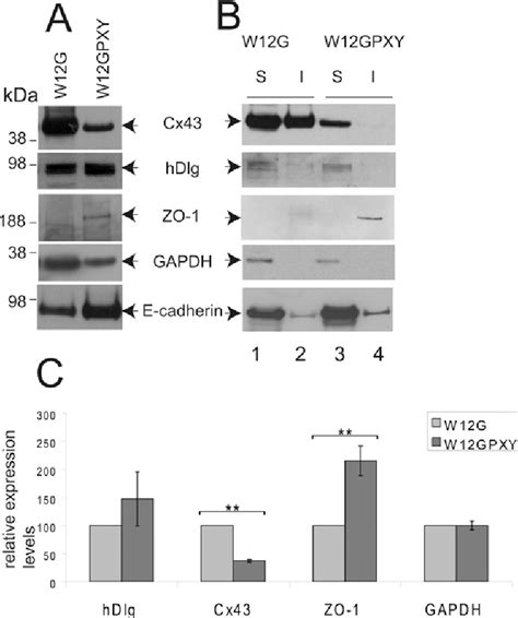 Figure 2 From A Functional Interaction Between The Maguk Protein Hdlg
