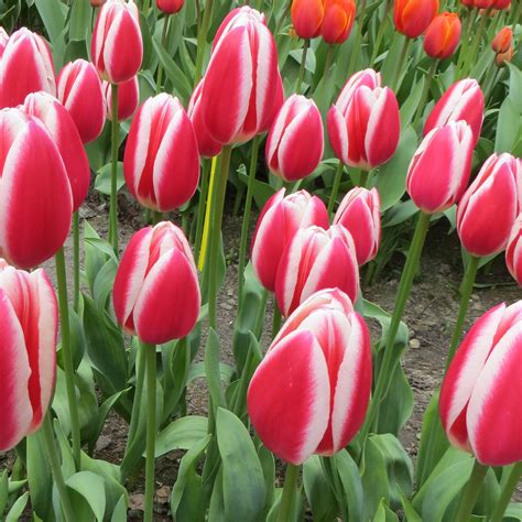 Tulip Candy Apple Delight Bulbs