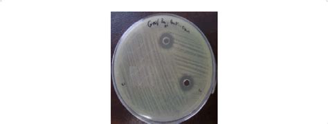 Bactericidal Effect Of Lactococcus Lactis Sbsp Cremoris Cnrz 107 On