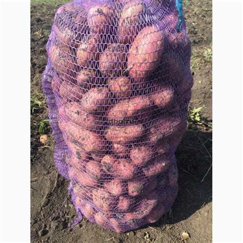 Купить КАРТОФЕЛЬ ред скарлетт, Курская обл., Картофель — AgroRU.net