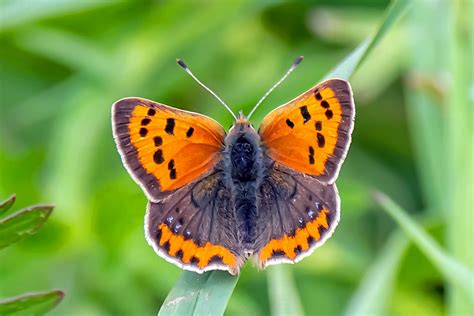 Small Copper Wlnr Bill Thornton Flickr