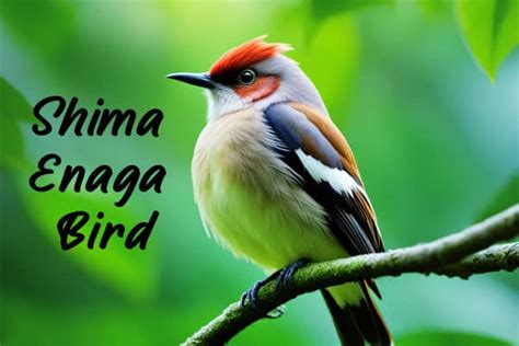 Shima Enaga Bird Everything You Need To Know