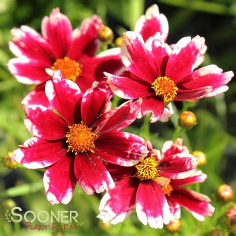 Ruby Frost Tickseed Sooner Plant Farm