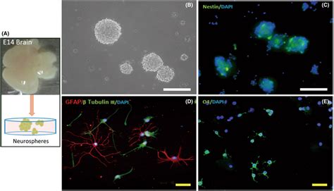 Culturing And Identification Of Rat Nscs A Experimental Schematic