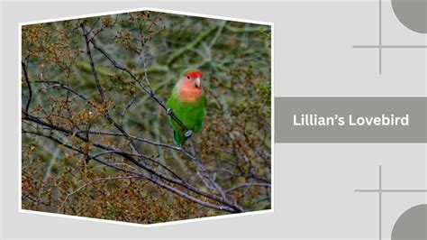 13 Types Of Lovebird Different Species Identification With Pictures