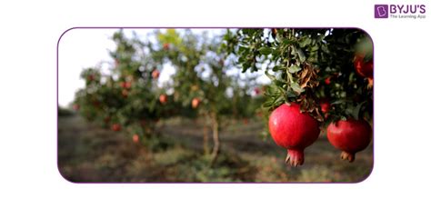 Explore The Botanical Name Of Pomegranate