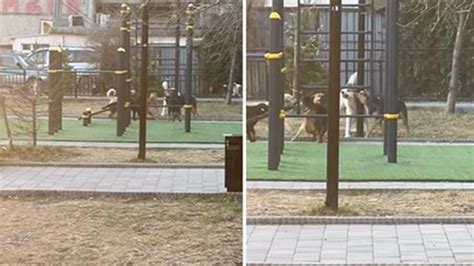 ვიდეო “ამ პრობლემას როდის მოეღება ბოლო “ დიდი დიღმიდან გავრცელებულ კადრებს დიდი