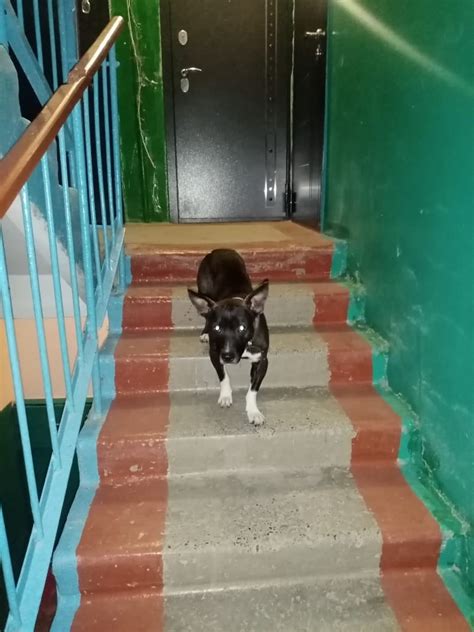 Кто потерял собачку Бегает возле дома текстильная Подсмотрено Камышин