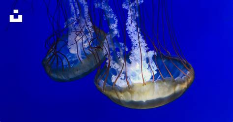 거꾸로 헤엄치는 두 마리의 베이지색 상자 해파리 사진 Unsplash의 무료 바다 이미지