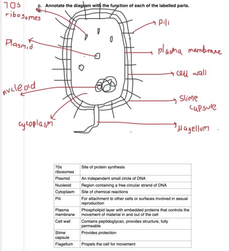 Ib Bio Topic 1 Cells Flashcards Quizlet