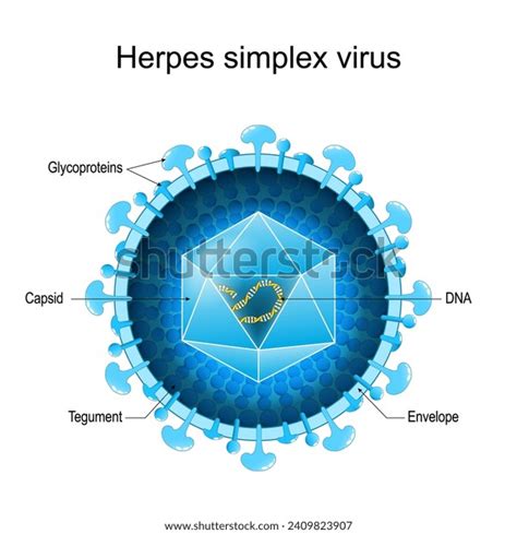 Basic Structure Herpes Simplex Virus Hsv1 Stock Vector Royalty Free 2409823907 Shutterstock
