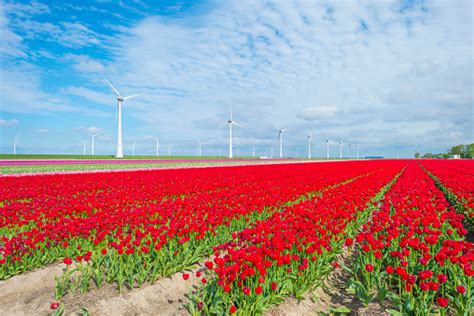 봄의 햇빛 아래 푸른 하늘 아래 풍력 터빈을 따라 꽃이 있는 밭 0명에 대한 스톡 사진 및 기타 이미지 0명 경관 꽃 식물 Istock