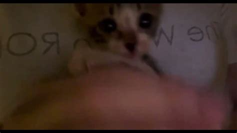 진짜 귀여운 고양이 Youtube