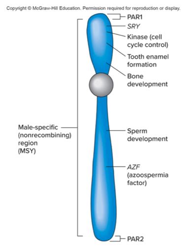 Bio Ch Matters Of Sex Flashcards Quizlet