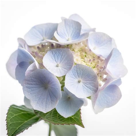 Hydrangea Flower On White Background Stock Illustration Illustration