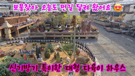 특이한 다육이 하우스 보기드믄 다육이매장 오늘도 보물찾아 먼길을달려 도착한 이곳 묵둥이 창 다육이 선인장 다육아트 해오름다육농장 달콤한총각다육 Youtube