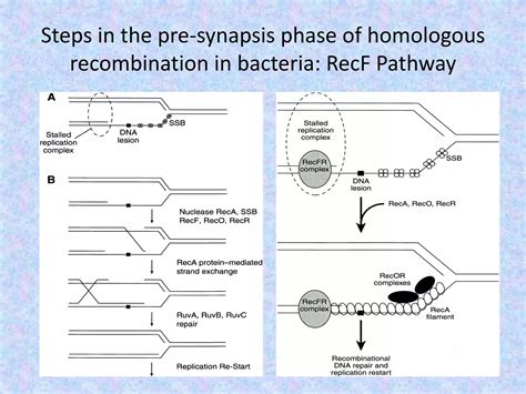 Biology Of Homologous Recombination In Bacteria Pdf