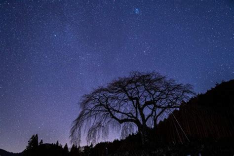 Different Types Of Cherry Trees