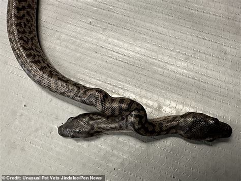 Mutant Two Headed Snake In Australia Is Named After Batmans Nemesis