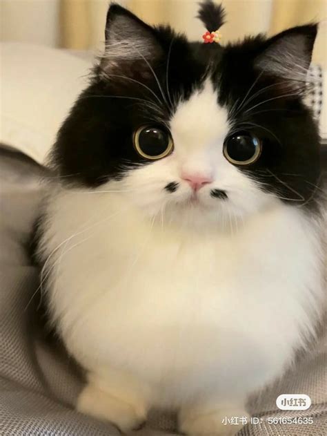 Funny And Cute Cat Photos Silly Cats Pictures Cute Cats Photos Cute