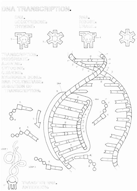 Dna Replication Coloring Worksheet Coloring Pages