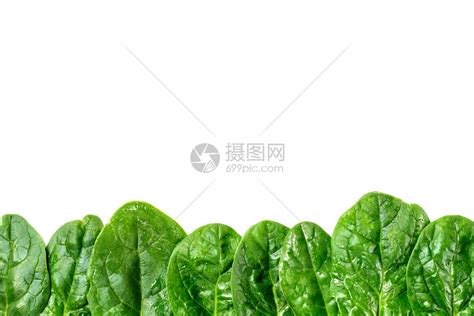 一排绿色菠菜叶上白色孤立高清图片下载 正版图片503241646 摄图网