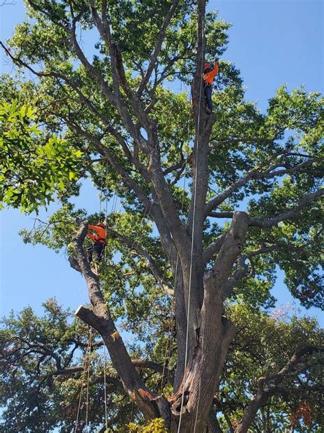 Enhance Your Landscape Beauty With Our Tree Triming Services