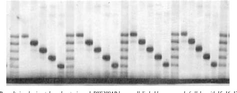 Figure 1 From Typing Y Chromosome Str Haplotypes Using Redesigned Primers Semantic Scholar