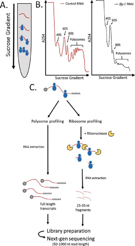 Polysome And Ribosome Profi Ling As Diagnostics Of Translation A Download Scientific