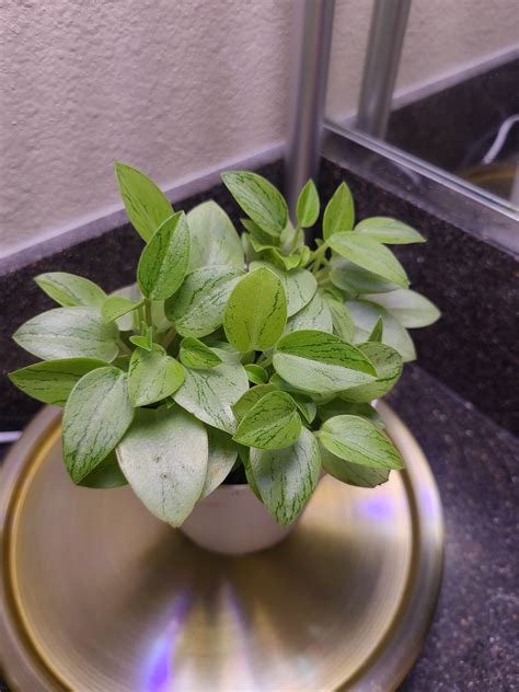 Shes So Cute Ive Never Seen A Pixie Lime Peperomia Before Shes My