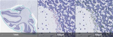 Rnascope Common Questions Troubleshooting And Tips And Tricks