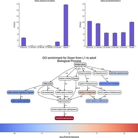 Gene Expression Plots And Enrichment Analysis Of Time Series Gene