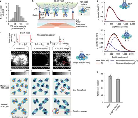 Single Color Toccsl Provides No Evidence For Oligomeric Tcrcd3 A Tcr