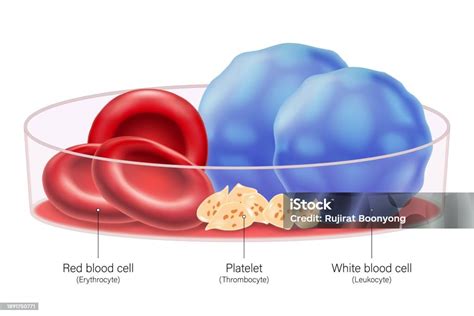 Blood Cells Vector Red Blood Cells Platelets And White Blood Cells