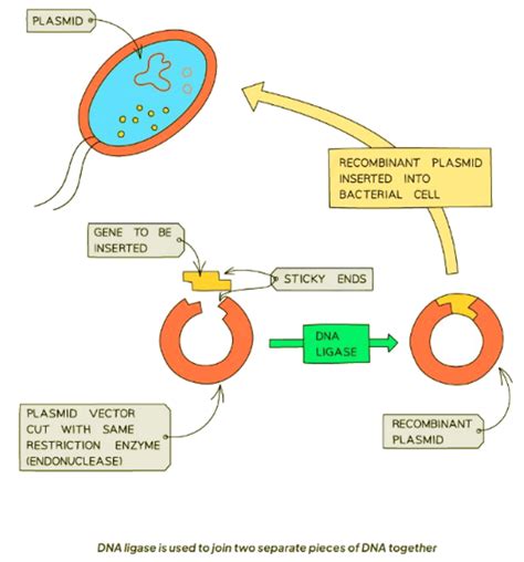 Genetic Modification Biology For Gcseigcse Year 11 Pdf Download