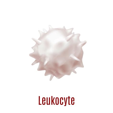 Premium Vector Leukocyte White Blood Cell In Realistic Style For