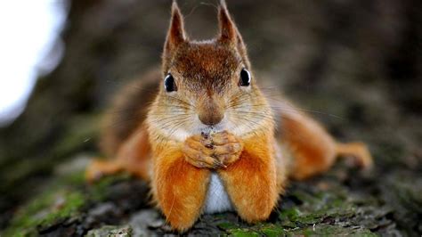 Download Squirrel Cute Pose Wallpaper