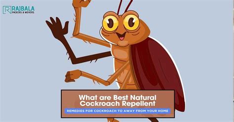 What Are Best Natural Cockroach Repellent Best Remedies