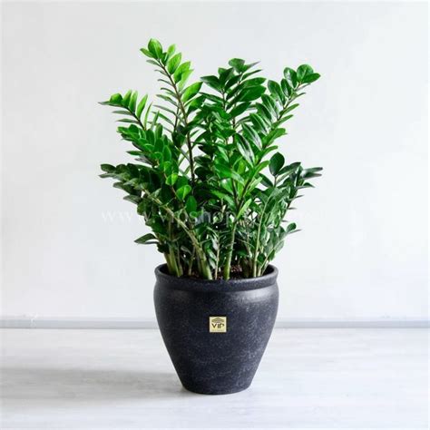 خرید و قیمت گل بابا آدم در سایزهای مختلف Vip