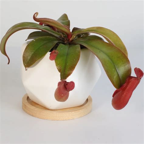 Nepenthes Lady Luck Carnivorous Tropical Pitcher Plant Bonsai